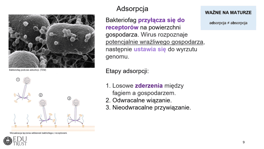 Bestsellerowy kurs matura biologia. Średni wynik to aż 78,6%